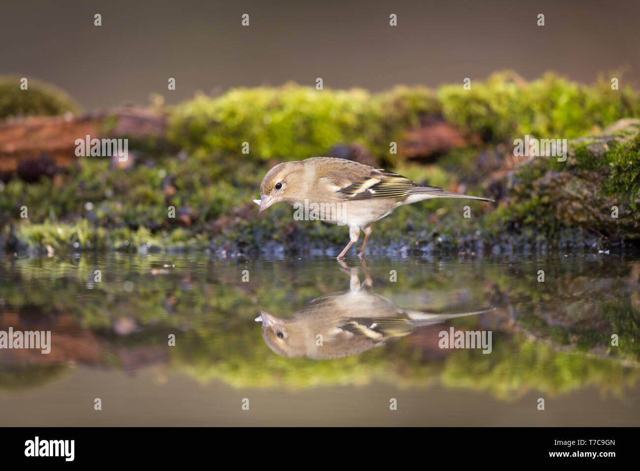 British chaffinch hi-res stock photography and images - Alamy