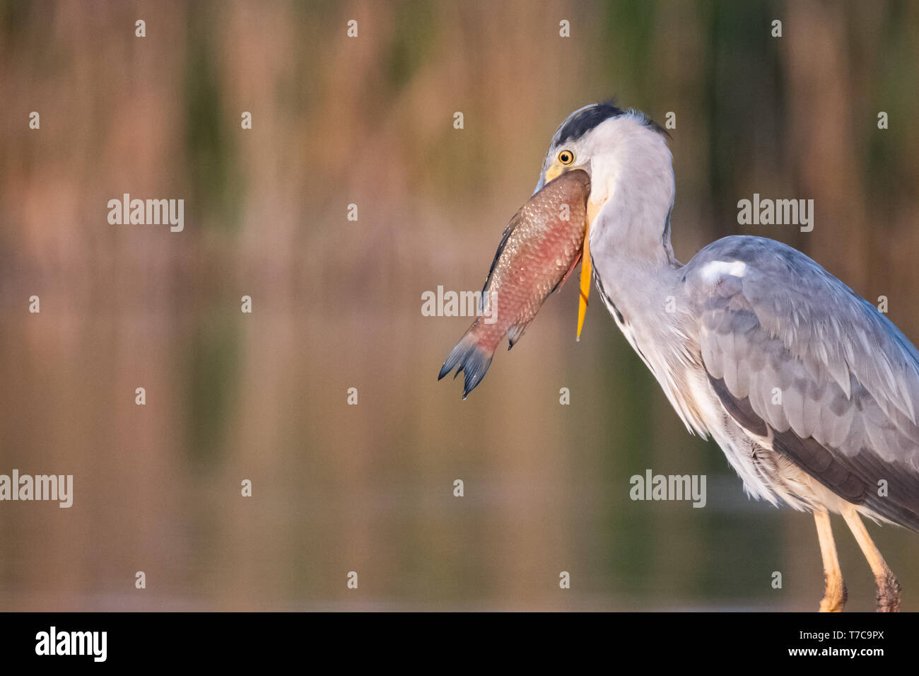 Grey heron is eating the fish. Bird behavior in natural habitat Stock ...