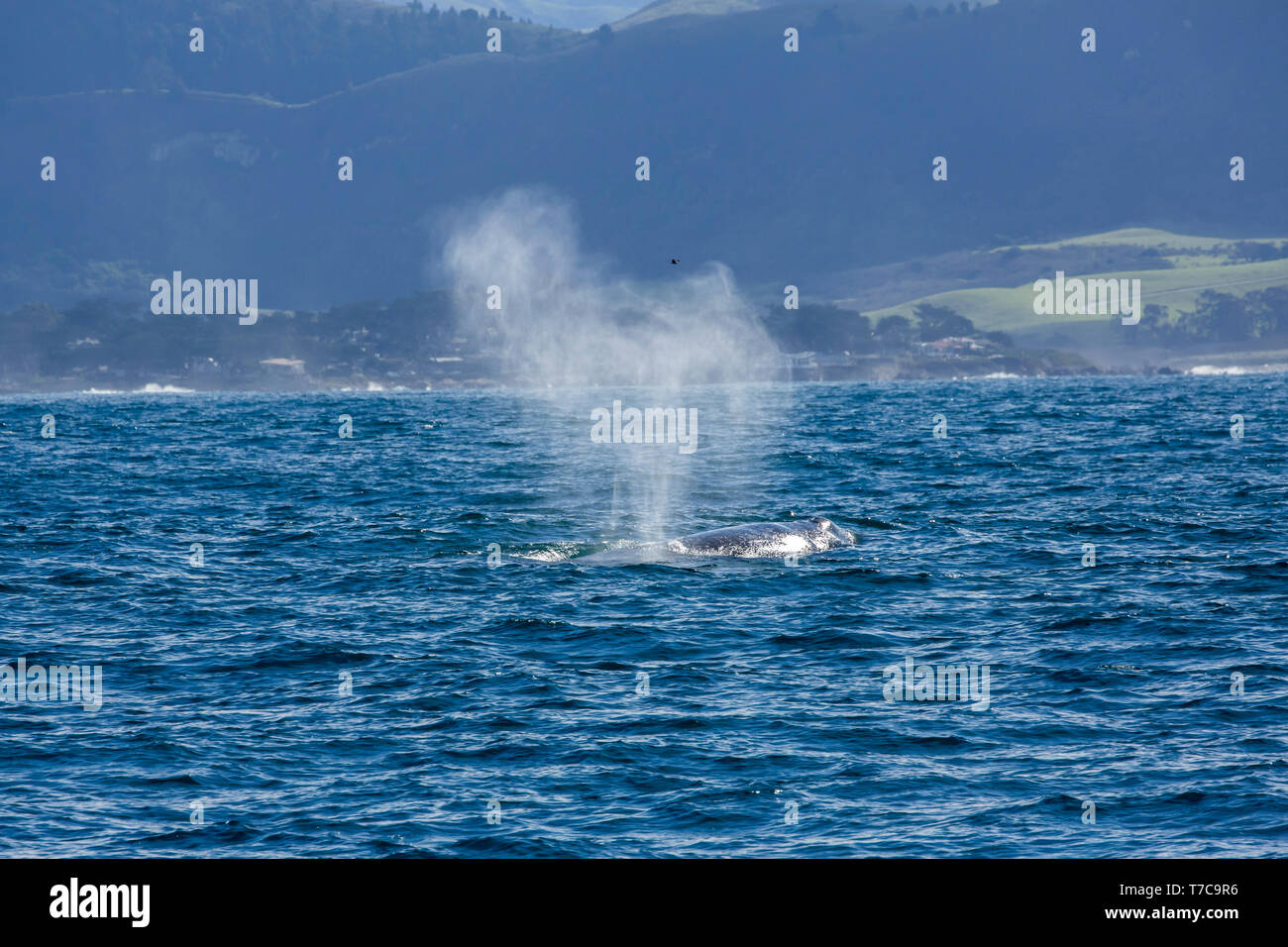 Grey whale mating hi-res stock photography and images - Alamy
