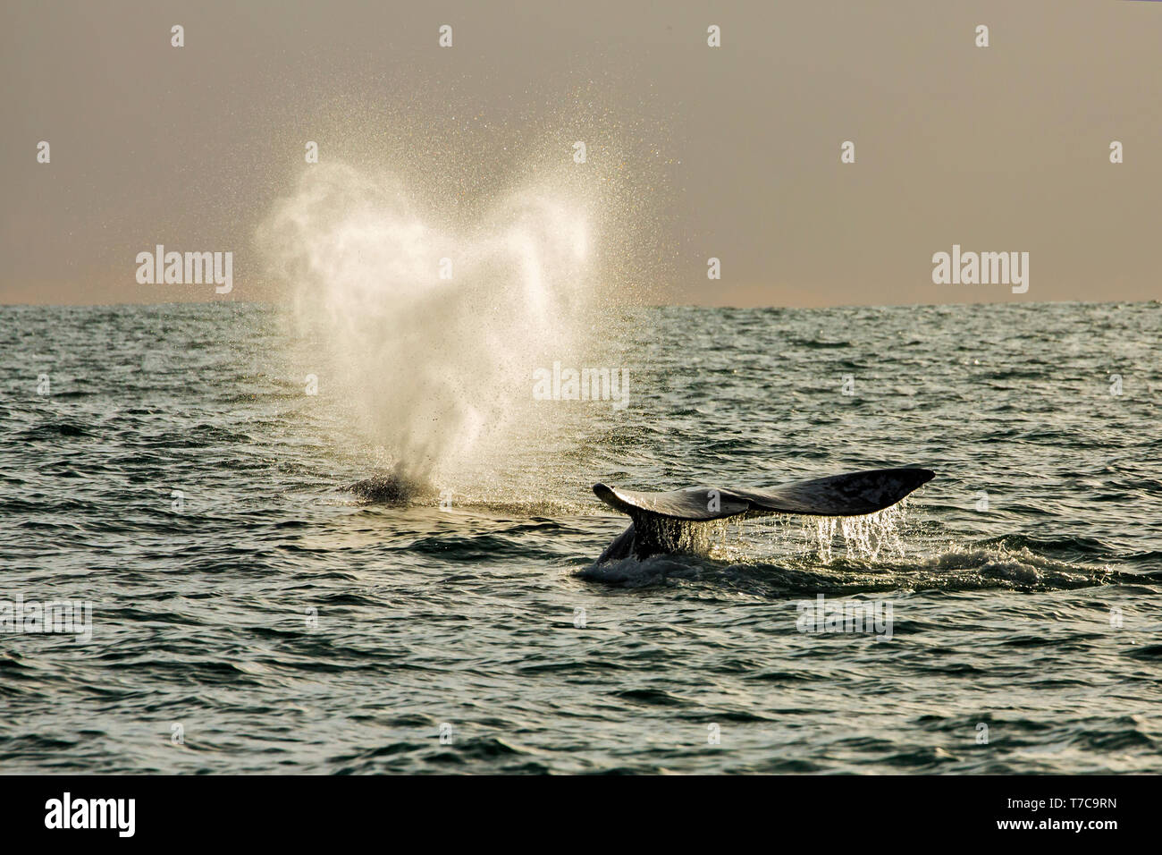 Gray whale / Gray Whale (Eschrichtius robustus) on their migratory ...