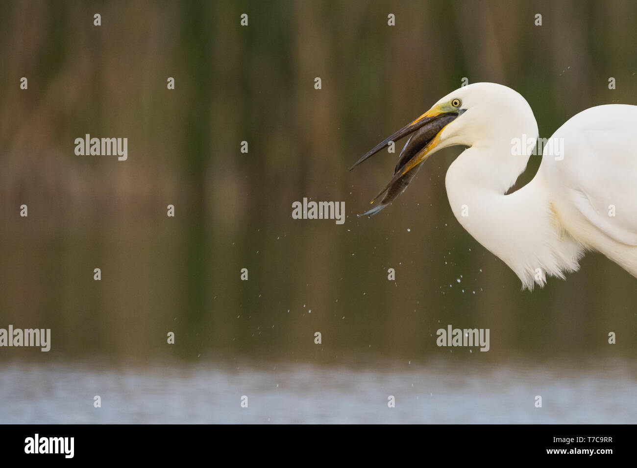 Swamp fish hi-res stock photography and images - Alamy