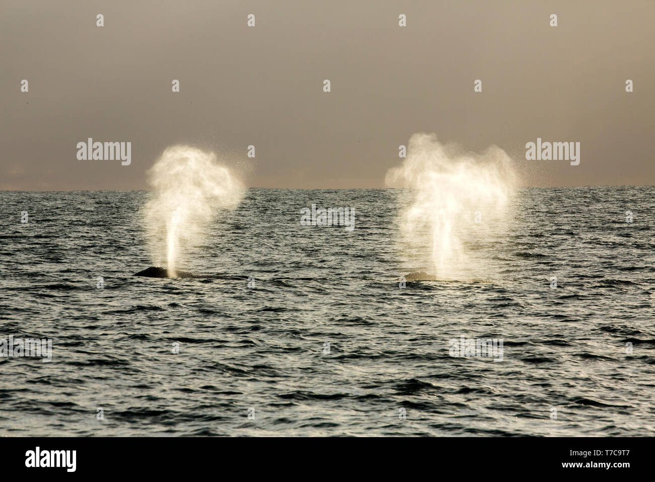 Gray whale / Gray Whale (Eschrichtius robustus) on their migratory ...