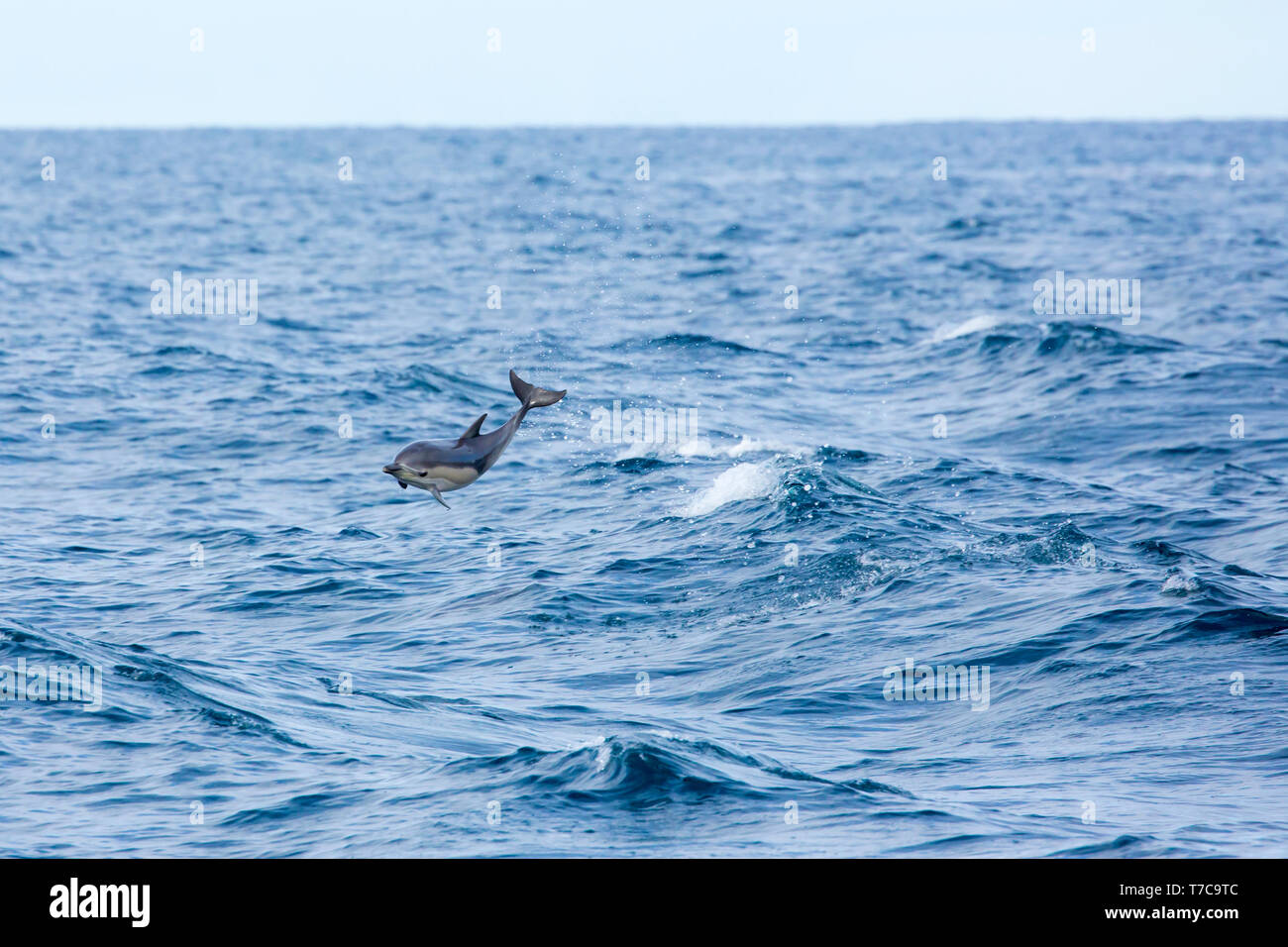 Common Dolphin (Delphinus delphis) superpod approaching the boat for ...