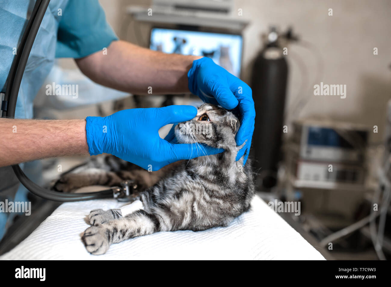 anesthesiologist prepares a cat for surgery. Checks if anesthesia ...