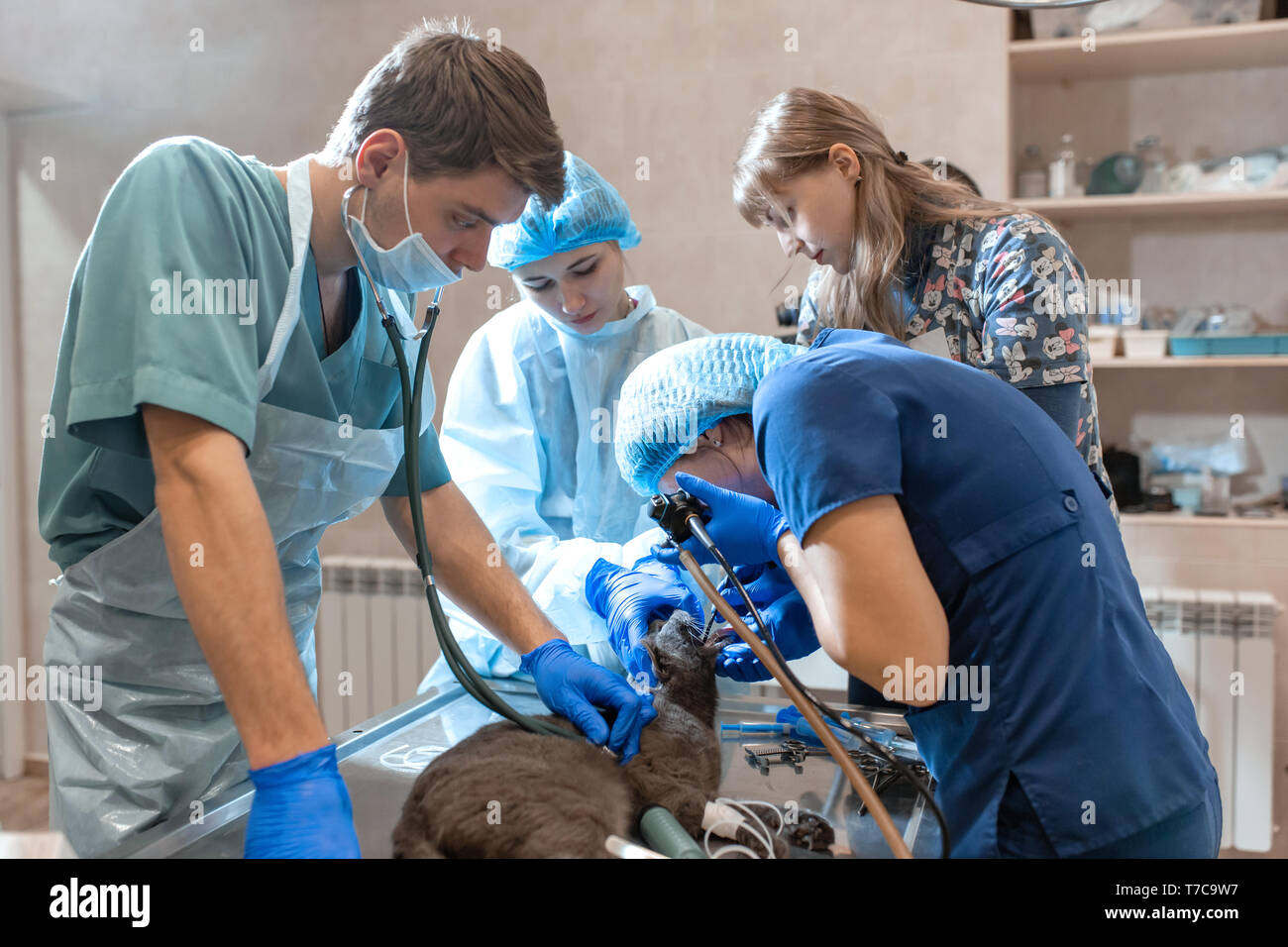 pet surgeons team make difficult operation. Cat under general ...