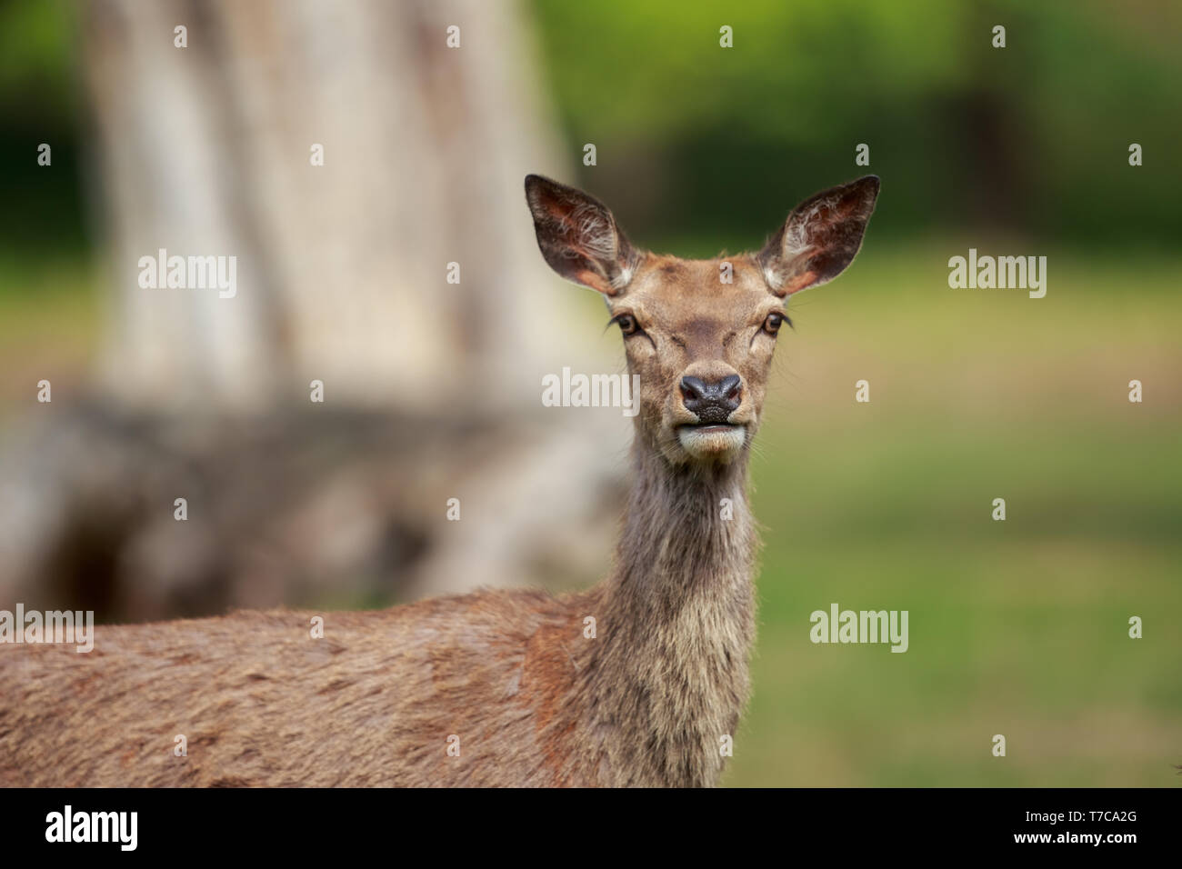 The red deer is one of the largest deer species. The red deer inhabits ...
