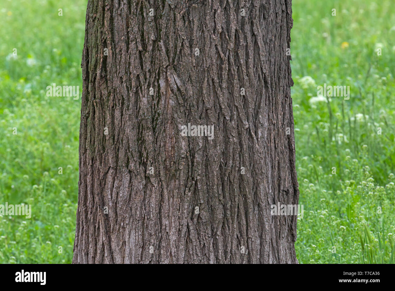 close up of acacia tree trunk Stock Photo - Alamy