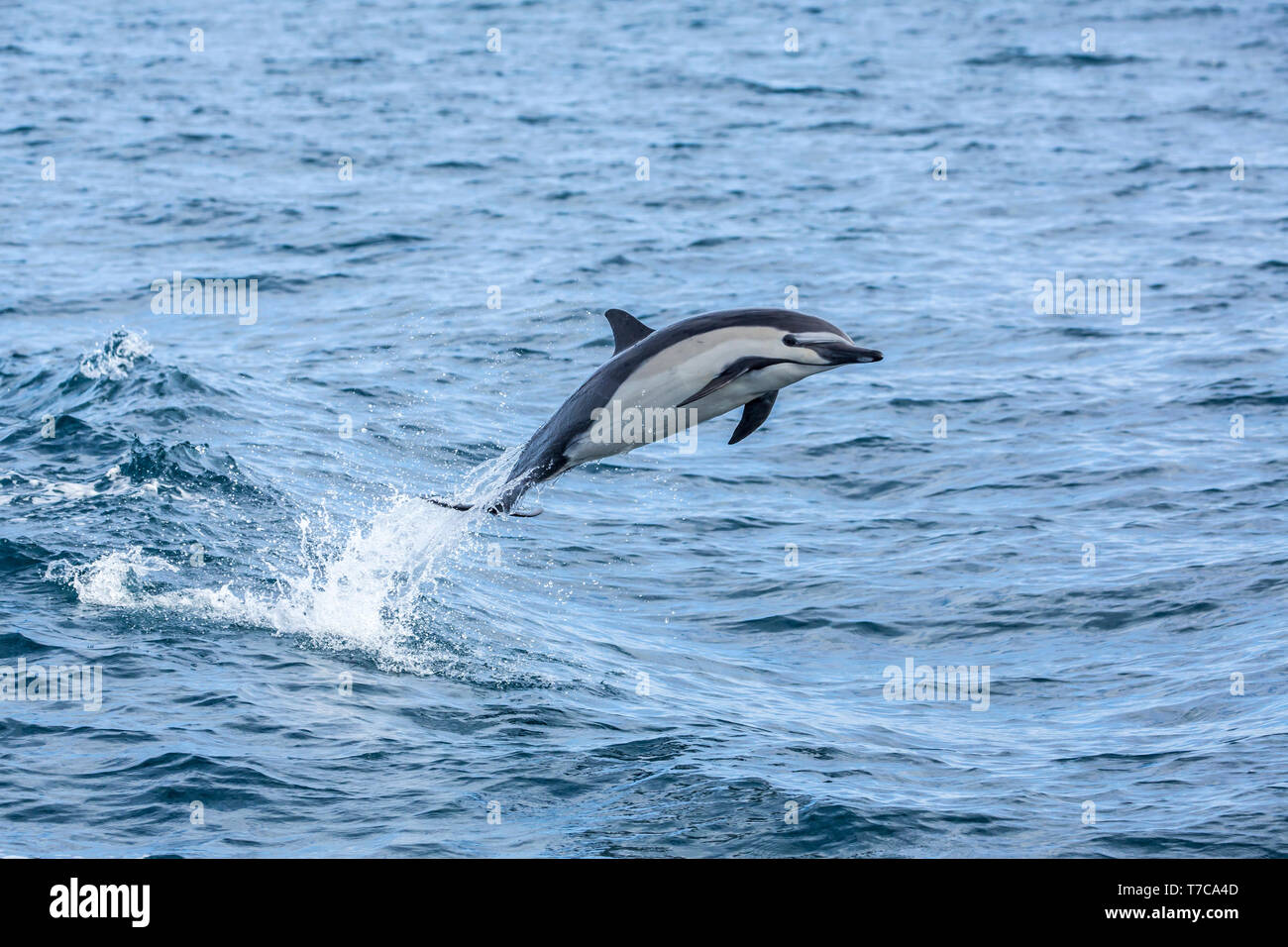Common Dolphin (Delphinus delphis) superpod approaching the boat for ...