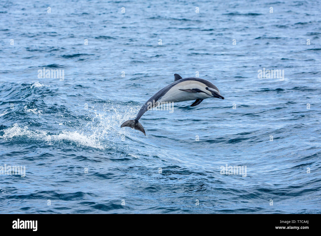 Dolphin riding boat wave hi-res stock photography and images - Alamy