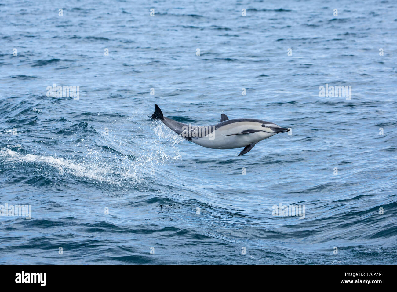 Common Dolphin (Delphinus delphis) superpod approaching the boat for ...