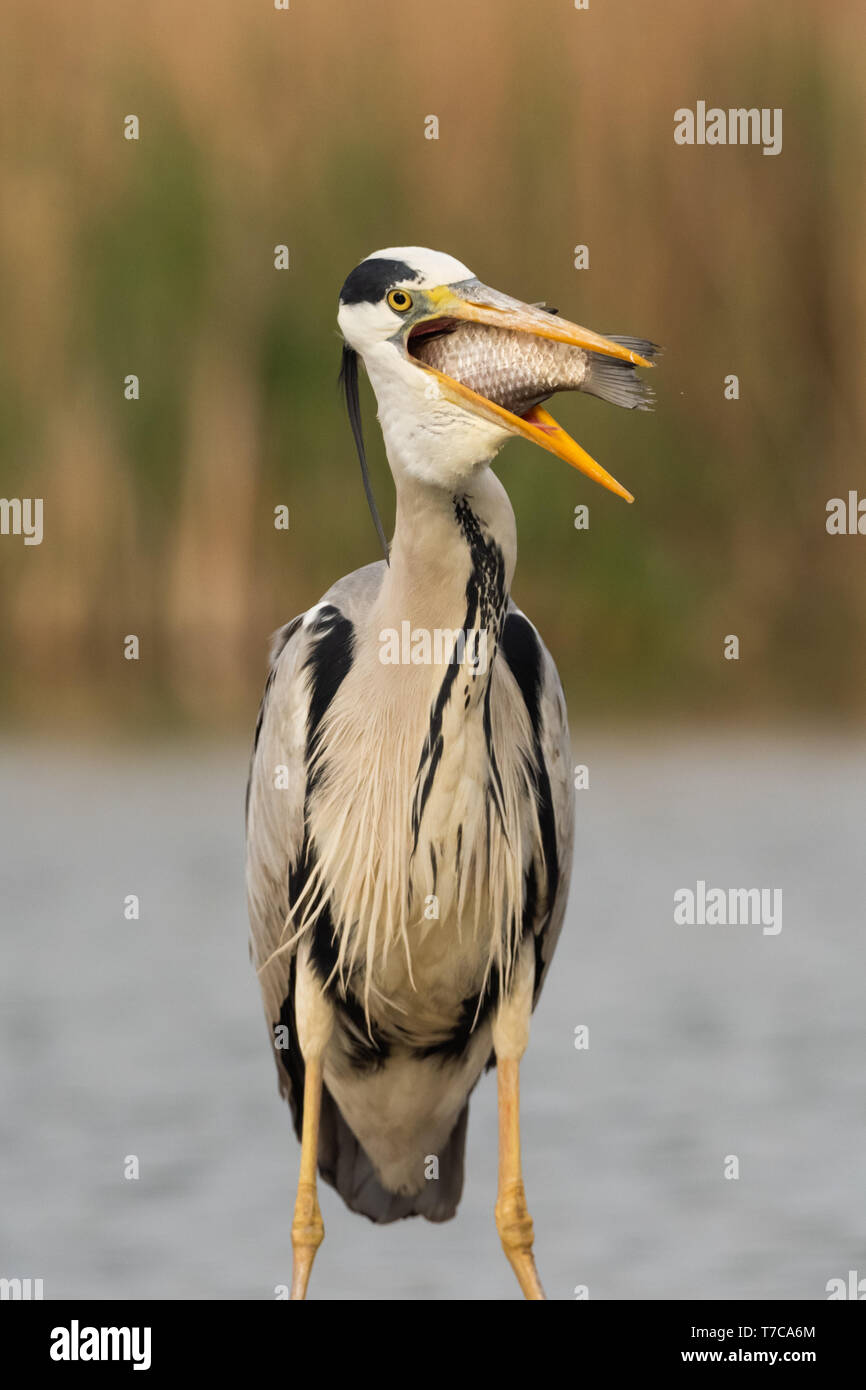 Grey heron is eating the fish. Bird behavior in natural habitat Stock ...