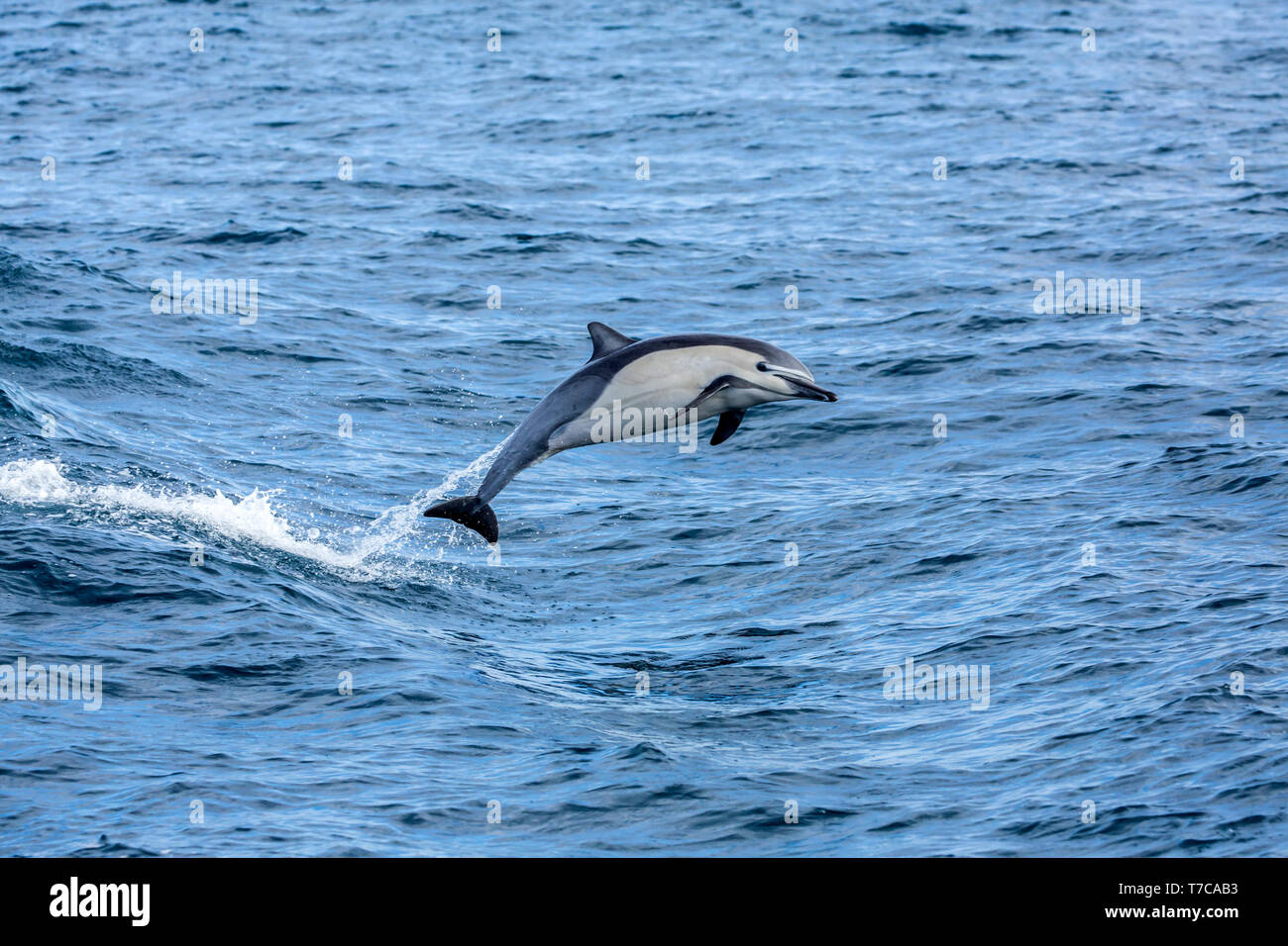 Common Dolphin (Delphinus delphis) superpod approaching the boat for ...