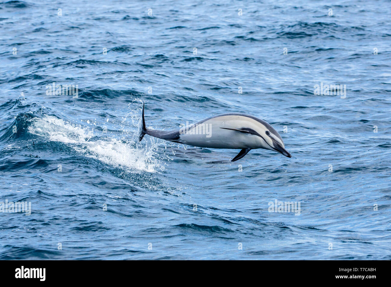 Common Dolphin (Delphinus delphis) superpod approaching the boat for ...