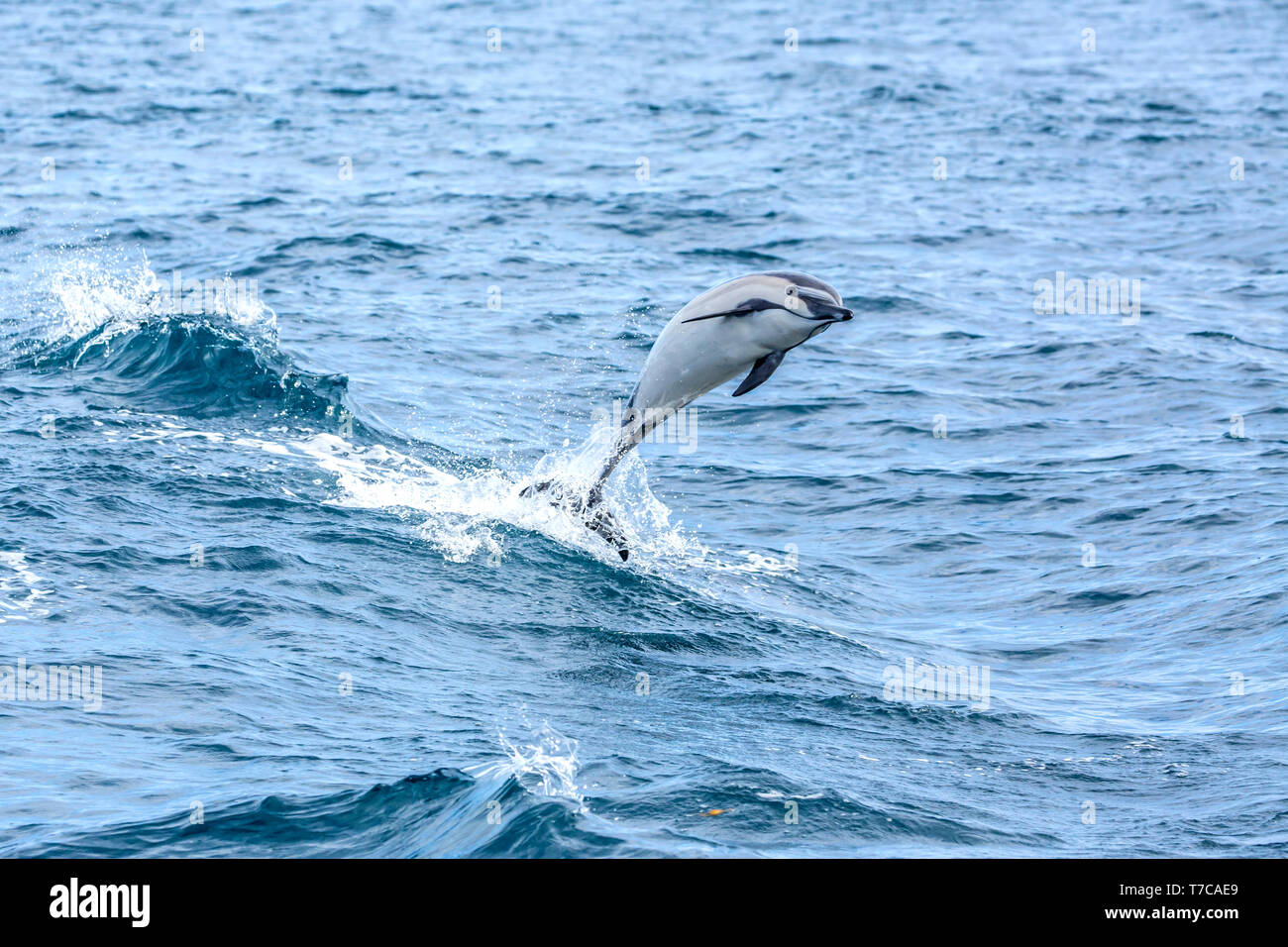 Superpod hi-res stock photography and images - Alamy