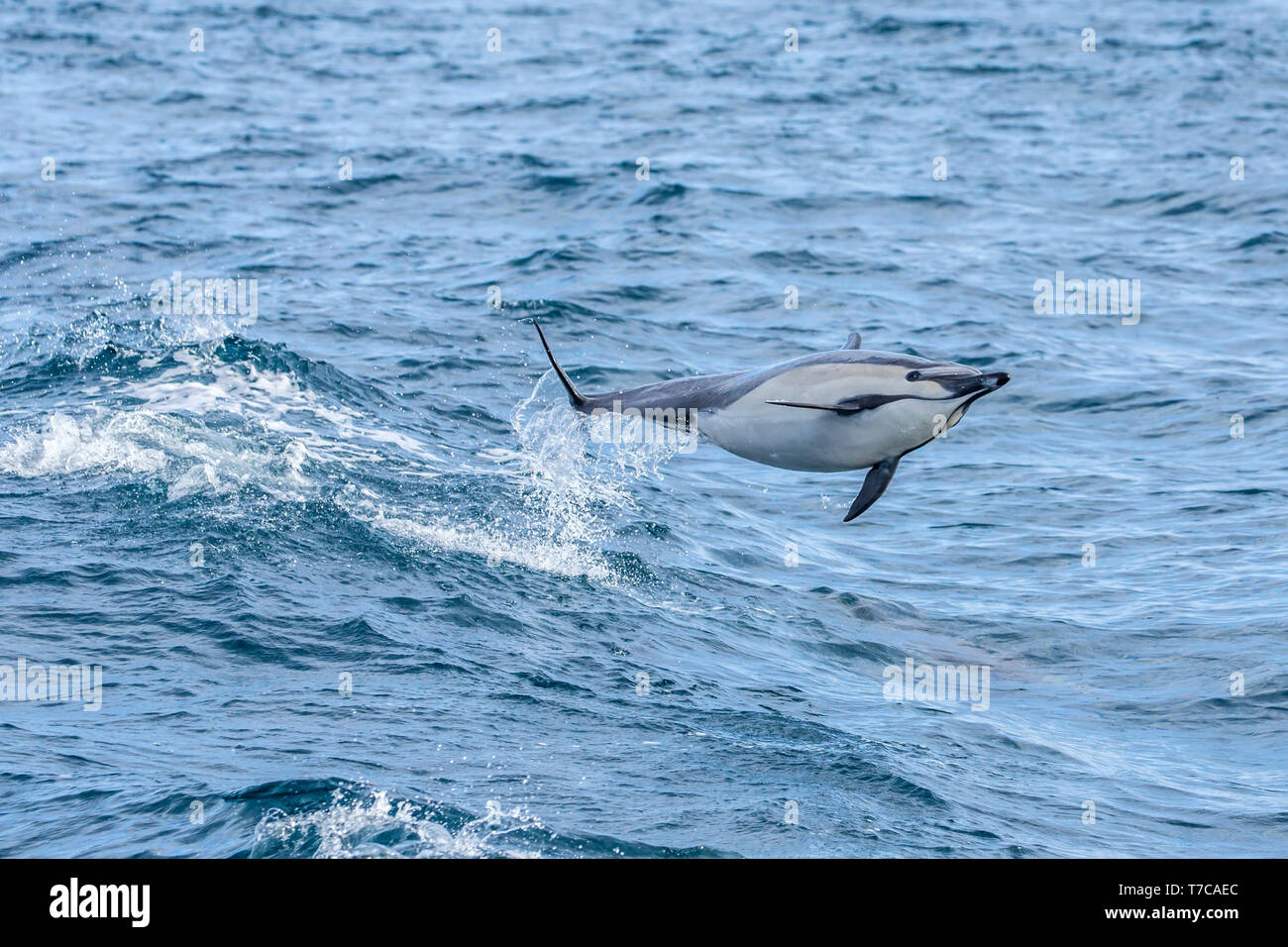 Common Dolphin (Delphinus delphis) superpod approaching the boat for ...