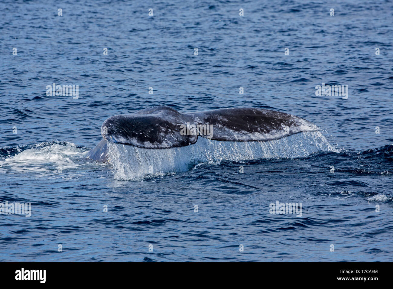 Gray whale / Gray Whale (Eschrichtius robustus) on their migratory ...