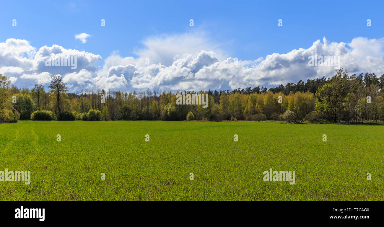 Green field, tree, blue sky and sun in spring, summer Stock Photo - Alamy