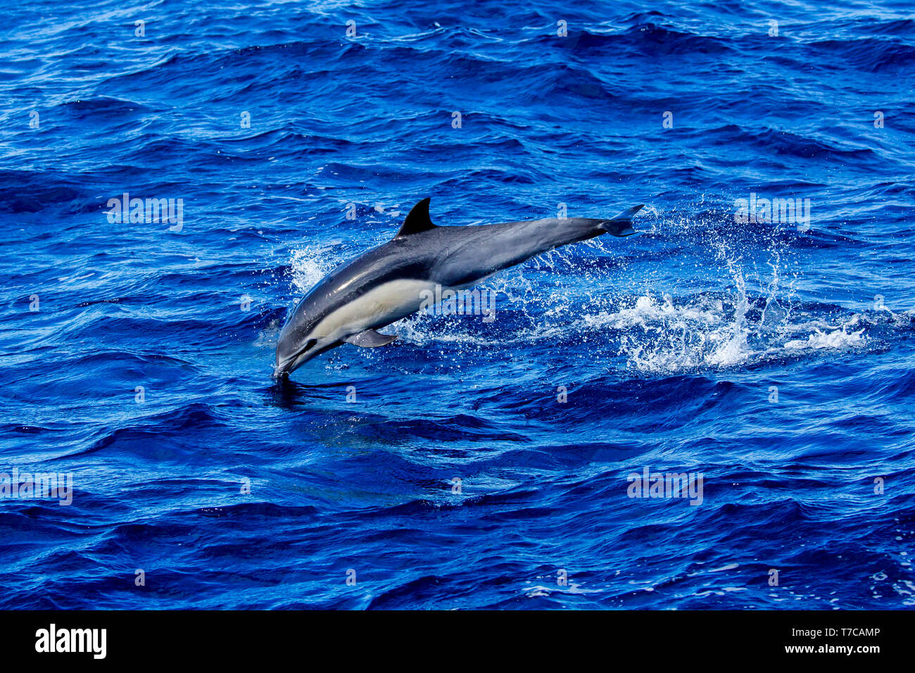Dolphin riding boat wave hi-res stock photography and images - Alamy
