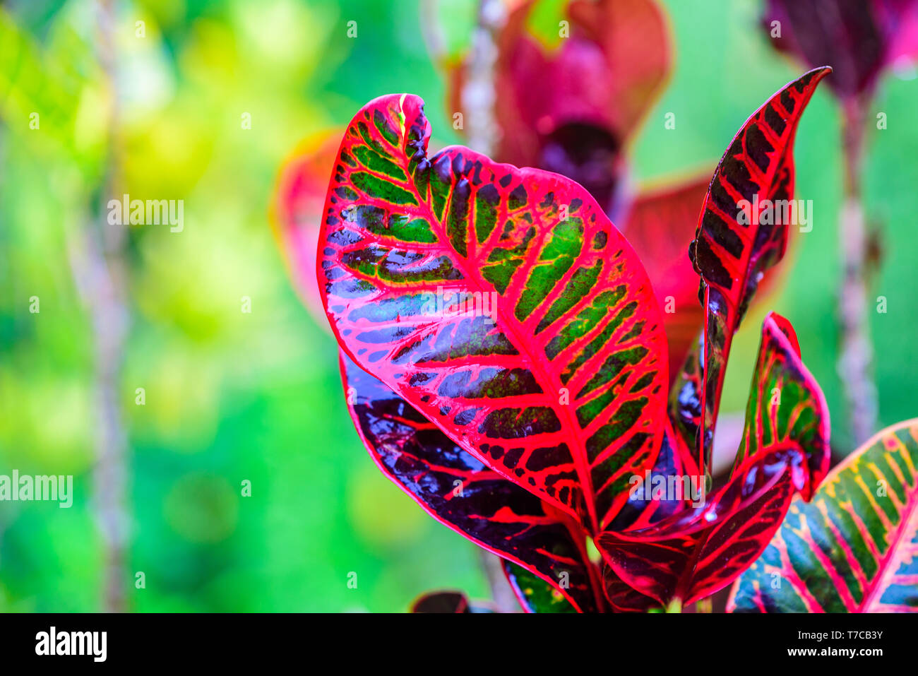 Structure in Nature - Leaf with beautiful design and structure Stock ...