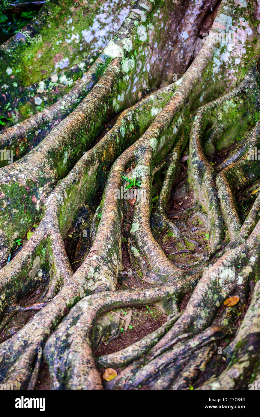 Structure in Nature - Leaf with beautiful design and structure Stock ...