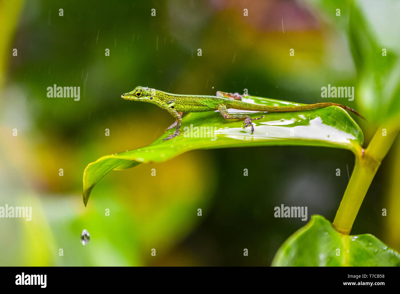 Lizard on leaf hi-res stock photography and images - Alamy
