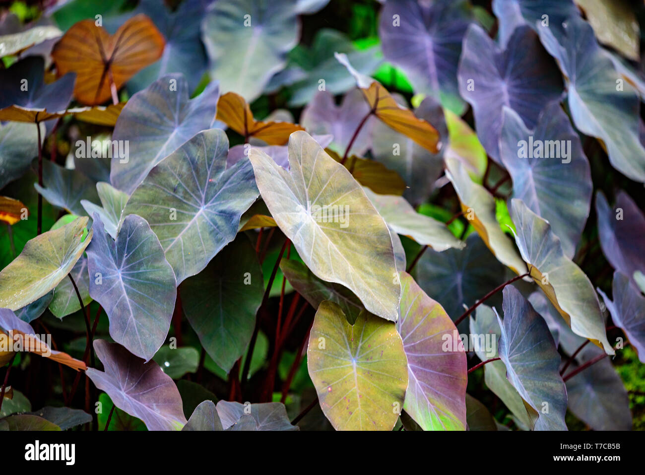 Structure in Nature - Leaf with beautiful design and structure Stock ...