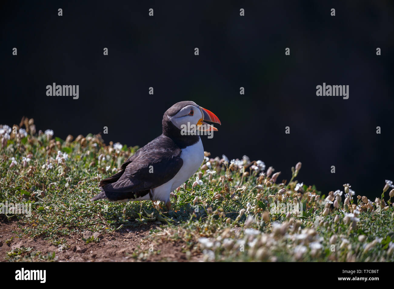 The Atlantic puffin, also known as the common puffin, is a species of ...