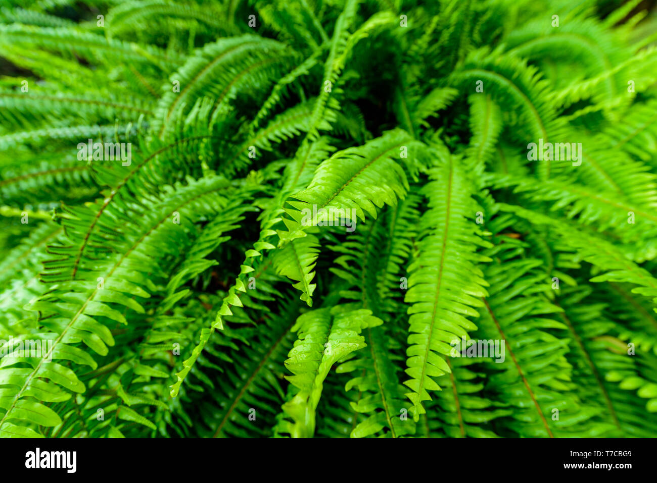 Structure in Nature - Leaf with beautiful design and structure Stock ...