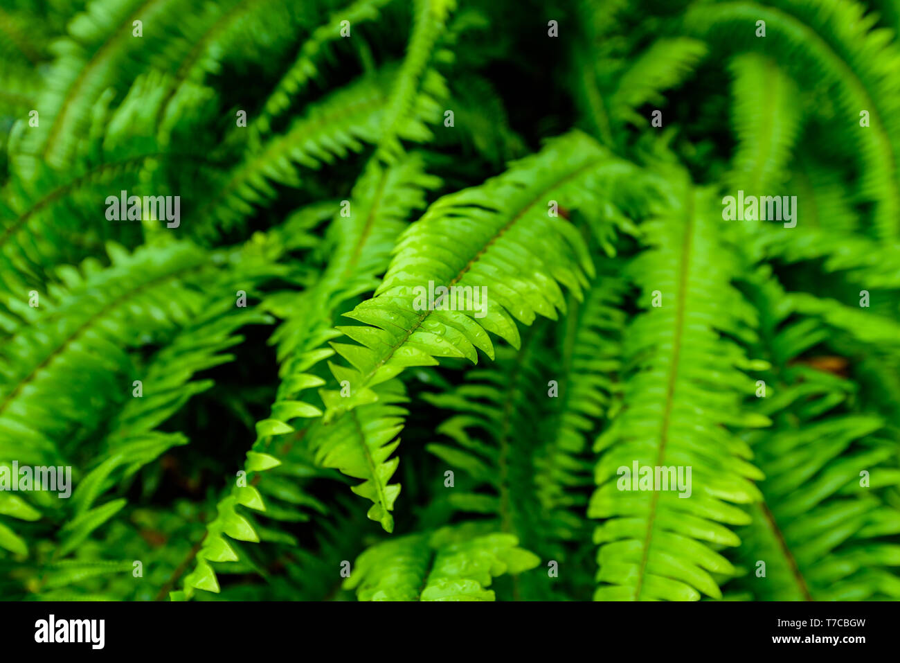 Structure in Nature - Leaf with beautiful design and structure Stock ...
