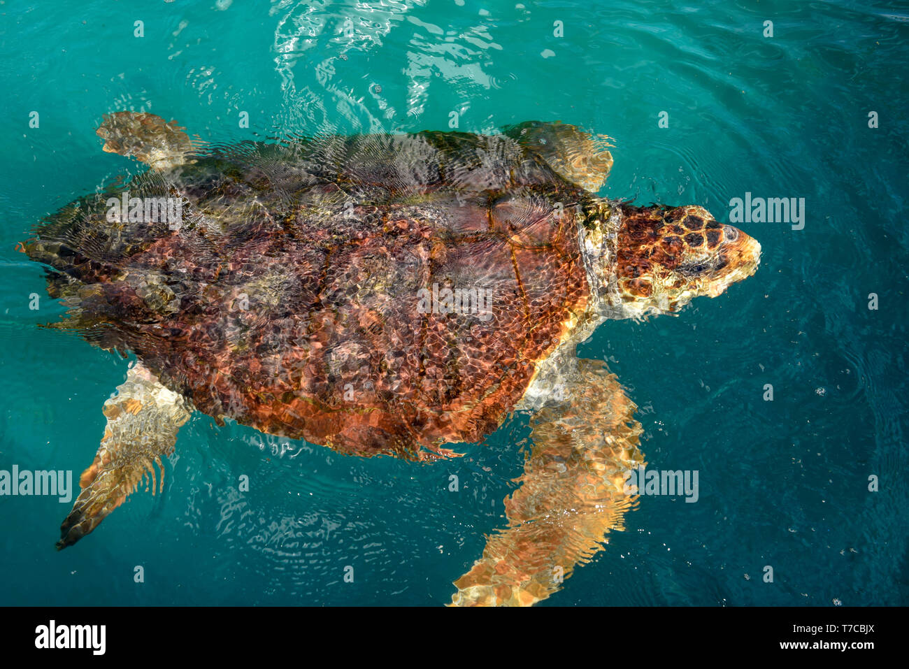 Turtle swimming in Project Tamar tank at Praia do Forte on Brazil Stock ...