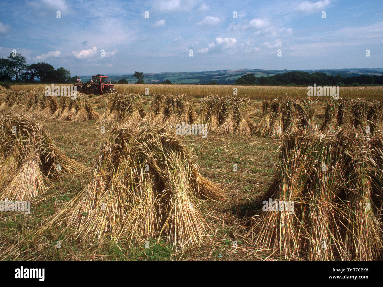 Stooks of wheat for Thatching, Devon, UK Stock Photo - Alamy