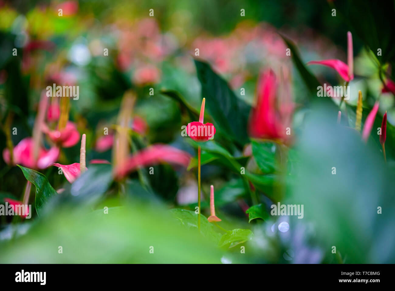 Structure in Nature - Leaf with beautiful design and structure Stock ...