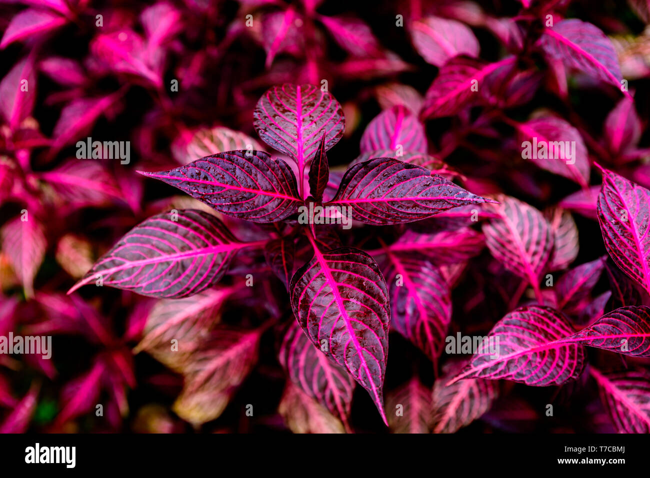 Structure in Nature - Leaf with beautiful design and structure Stock ...