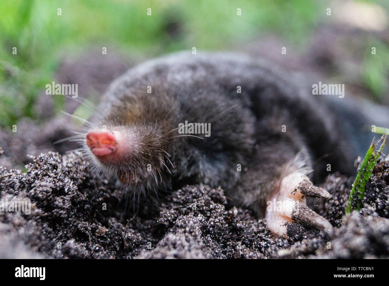 European moles talpa europaea High Resolution Stock Photography and ...