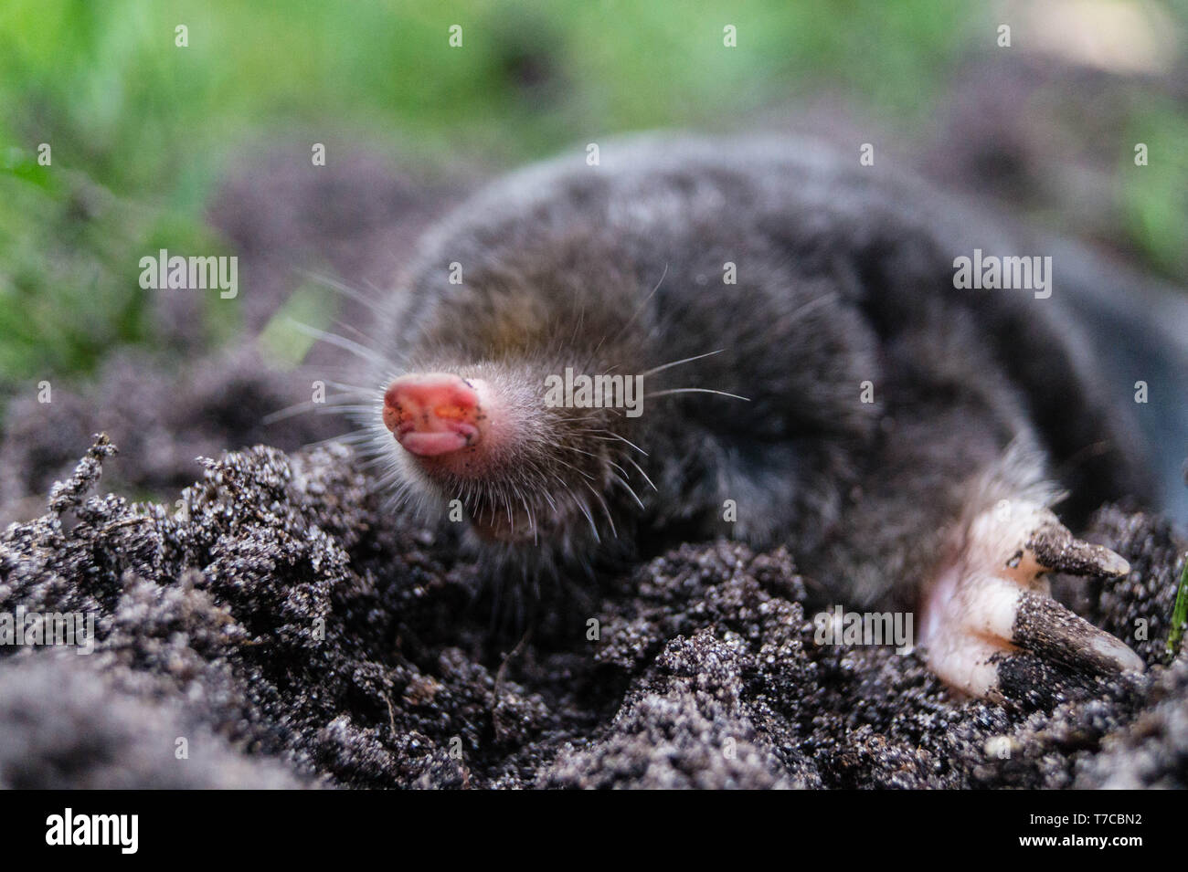 A mole in the garden Stock Photo - Alamy
