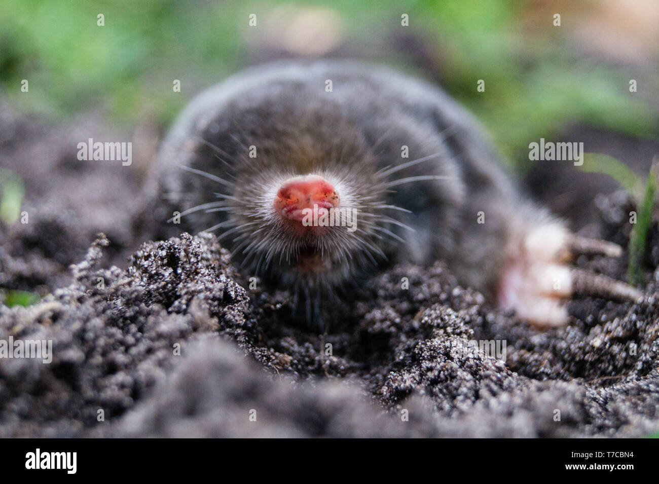 A mole in the garden Stock Photo - Alamy