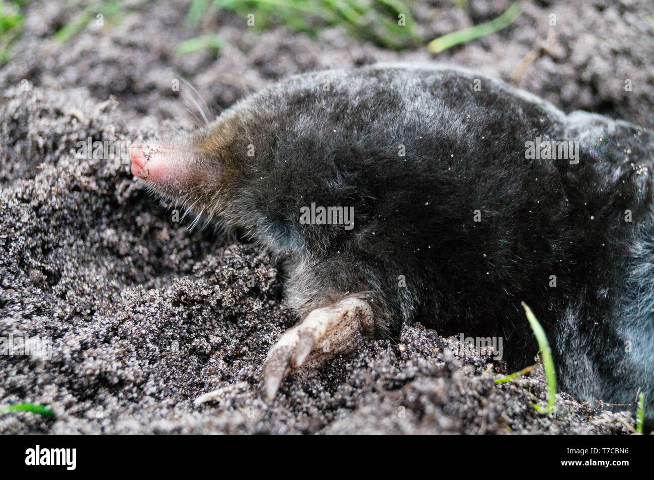 Black Mole Skin Stock Photos & Black Mole Skin Stock Images - Alamy