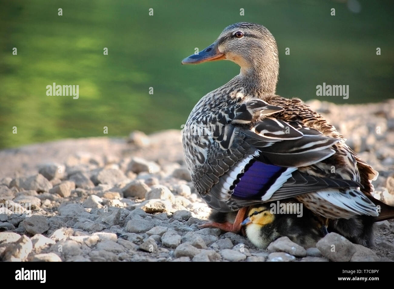 Duck protecting ducklings hi-res stock photography and images - Alamy