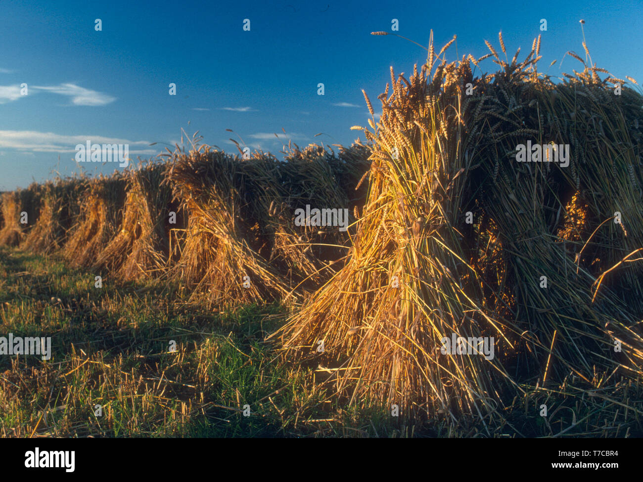 Wheat stooks hi-res stock photography and images - Alamy