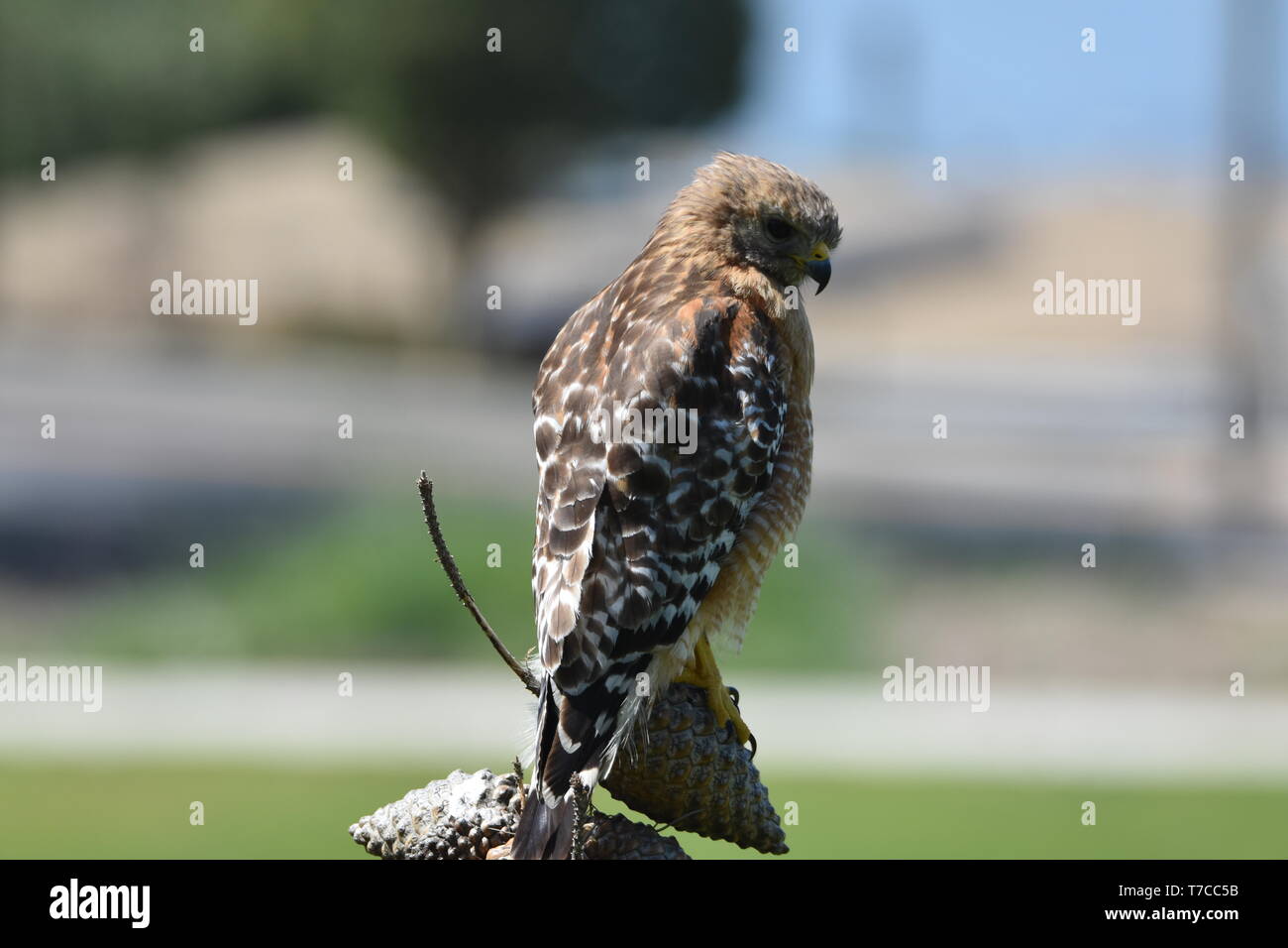 Red tailed hawk perched hi-res stock photography and images - Alamy
