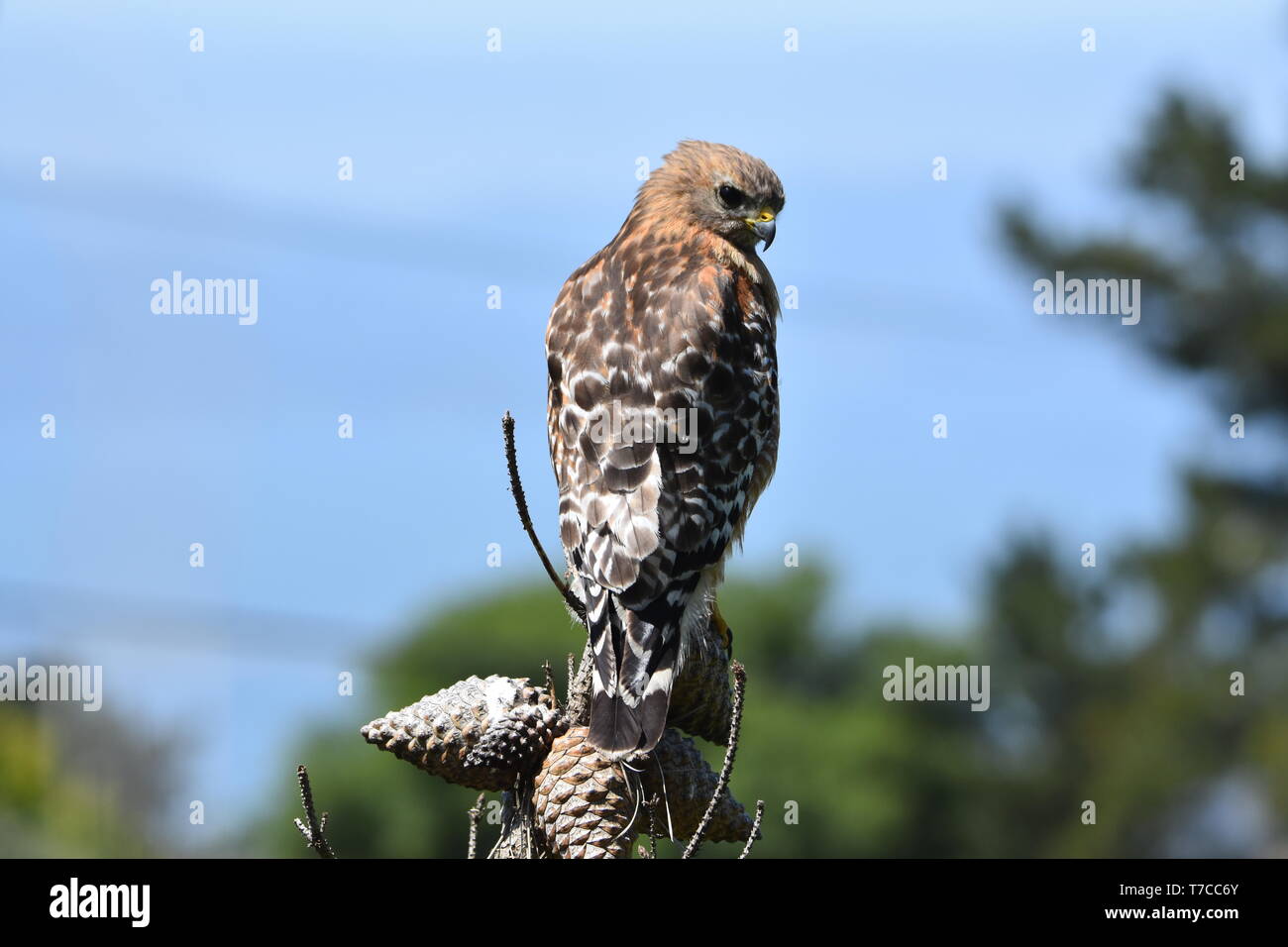 Red tailed hawk perched hi-res stock photography and images - Alamy