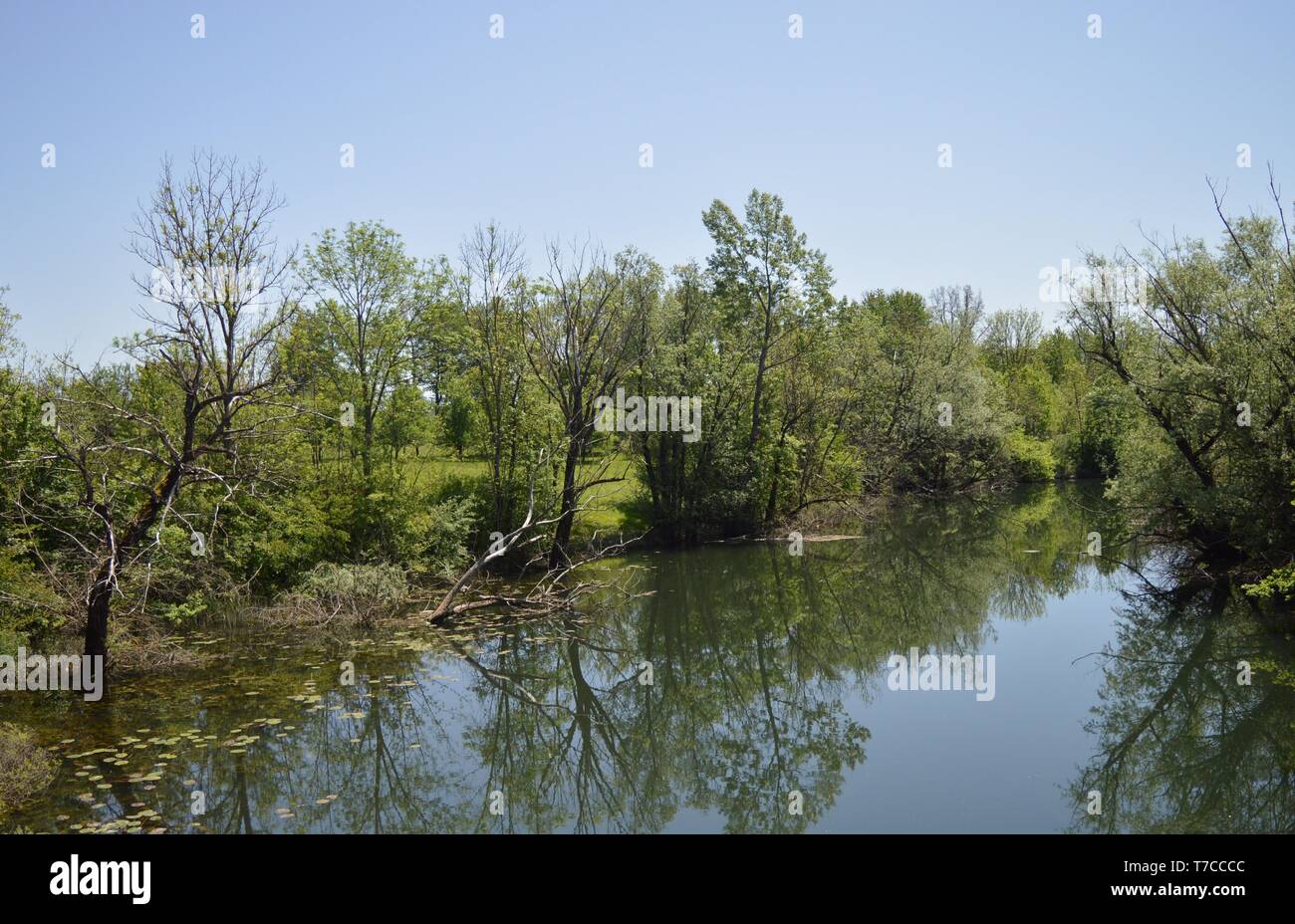 Lilies on sunny day hi-res stock photography and images - Alamy
