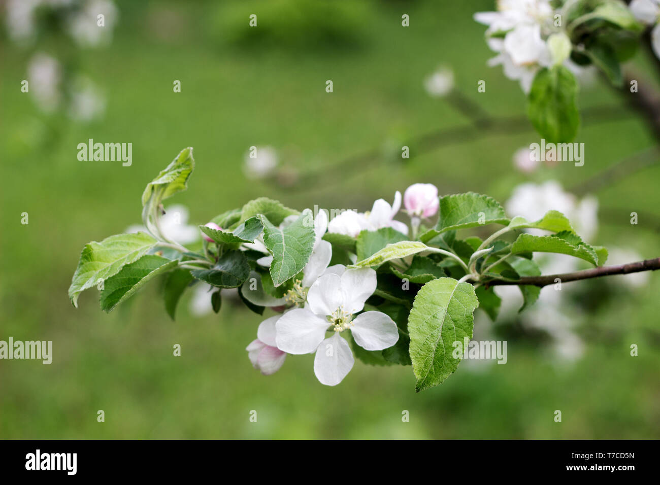 Branches of a blooming apple tree in an apple orchard. Moldova, spring ...