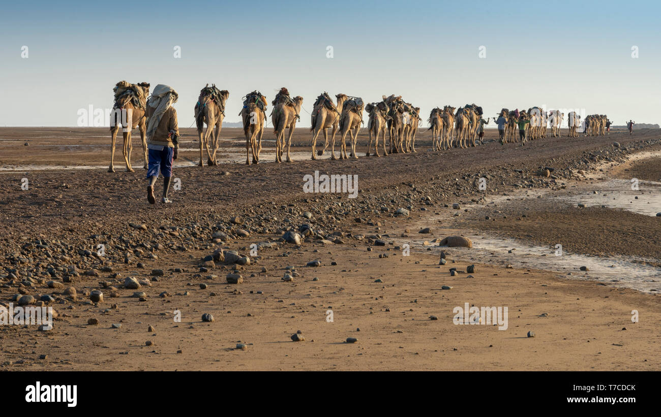 A caravan of dromedaries transporting salt guided by an Afar man in the ...