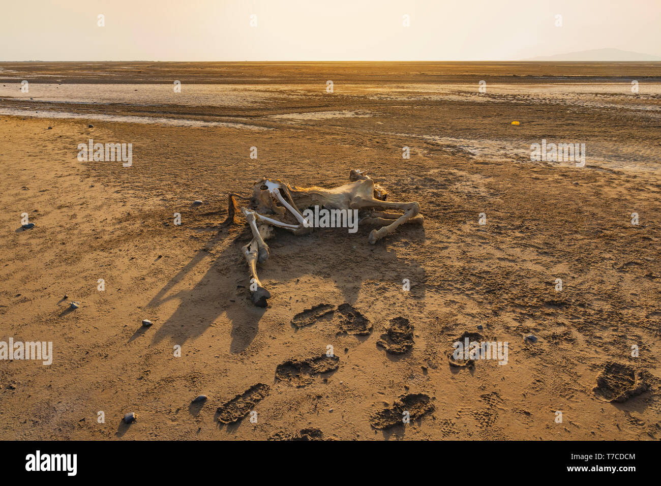 Skeleton of camel hi-res stock photography and images - Alamy