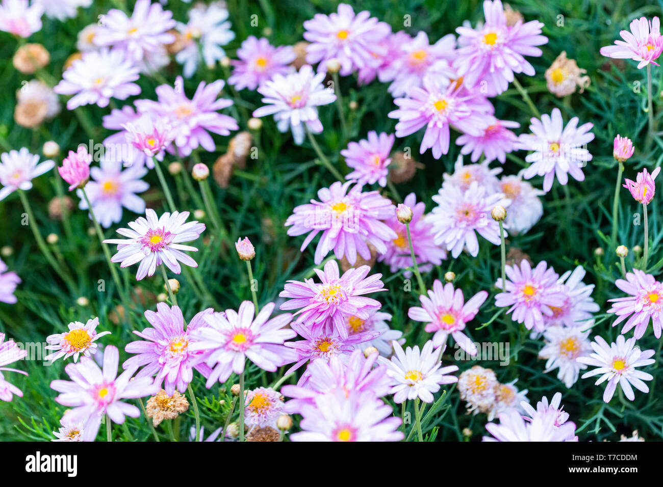 Background of close-up flowers Stock Photo - Alamy