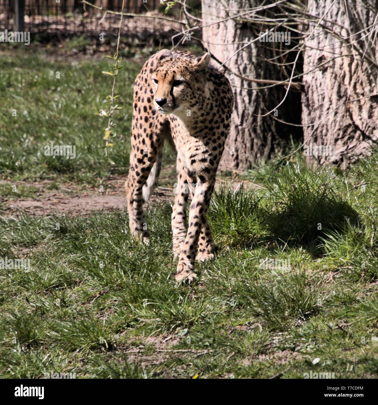 A picture of a Cheetah Stock Photo - Alamy