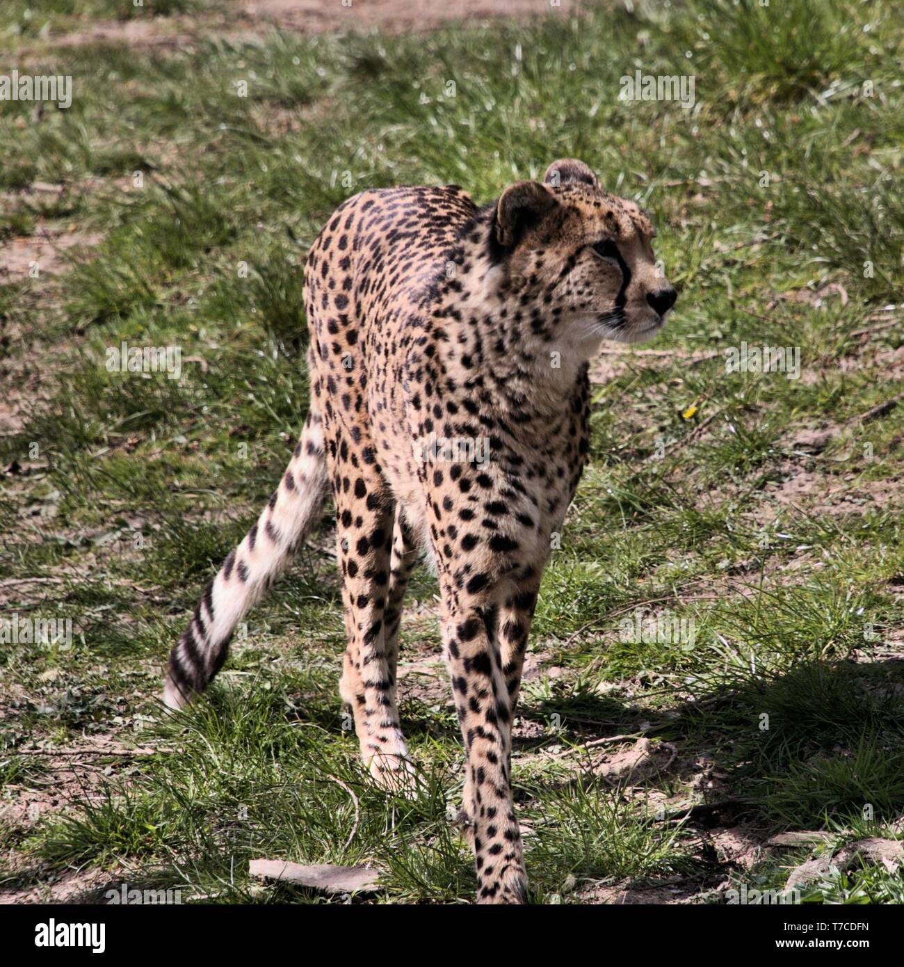 A picture of a Cheetah Stock Photo - Alamy