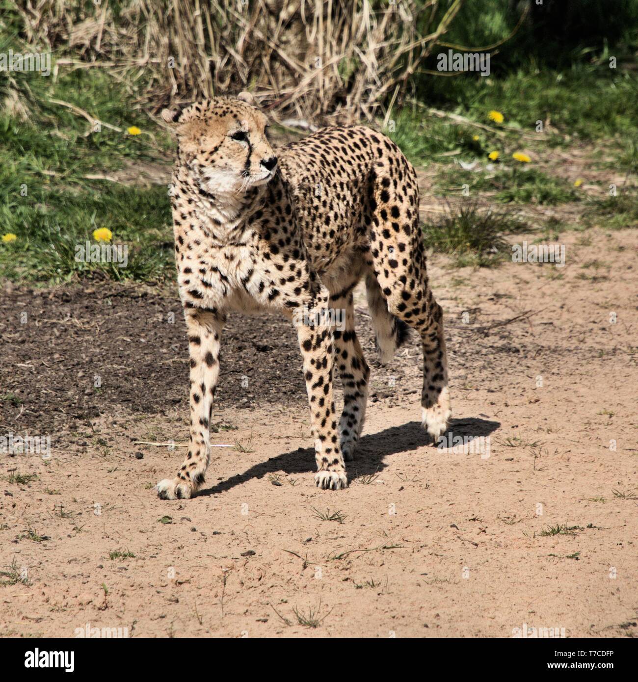 A picture of a Cheetah Stock Photo - Alamy