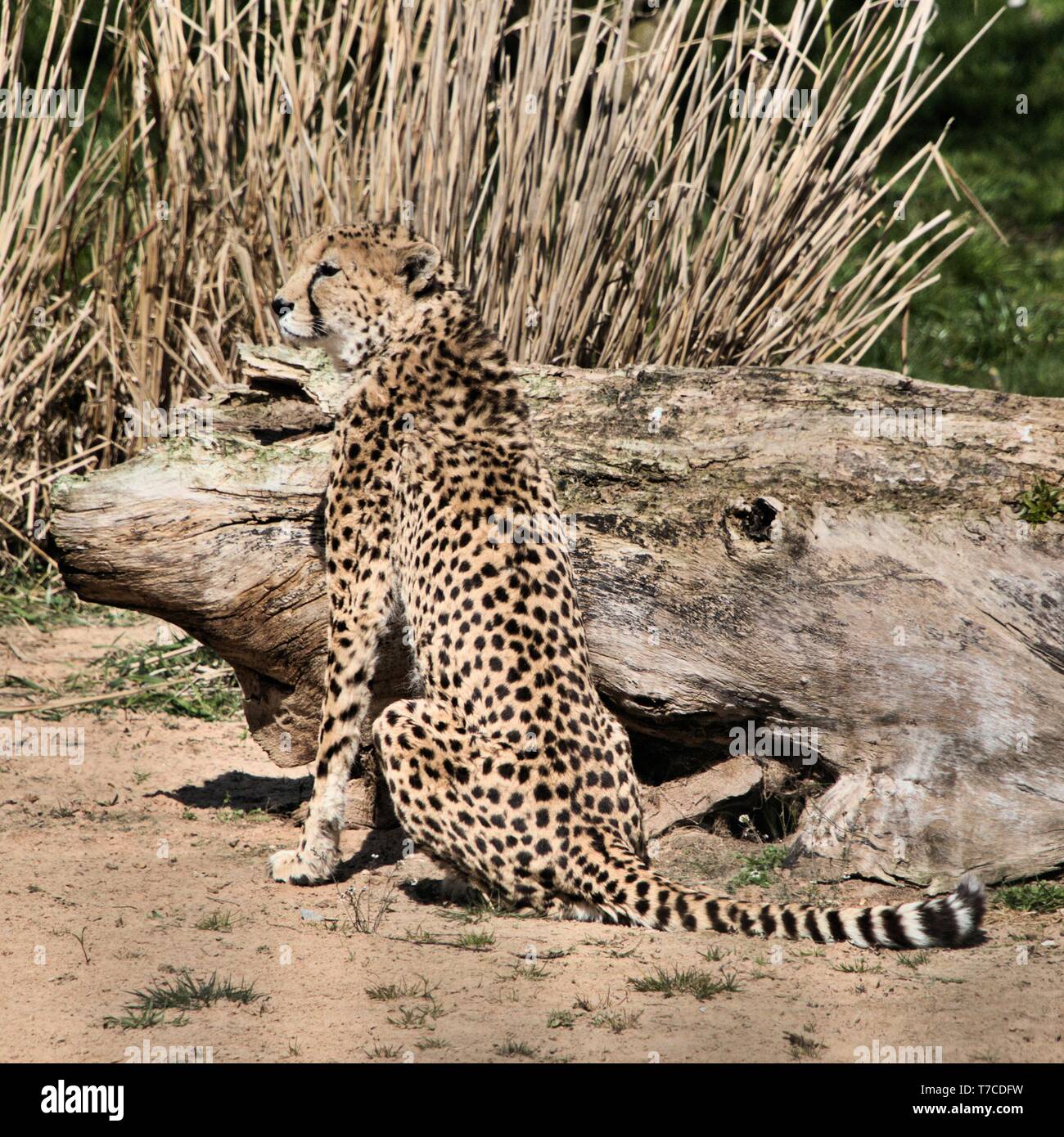 A picture of a Cheetah Stock Photo - Alamy